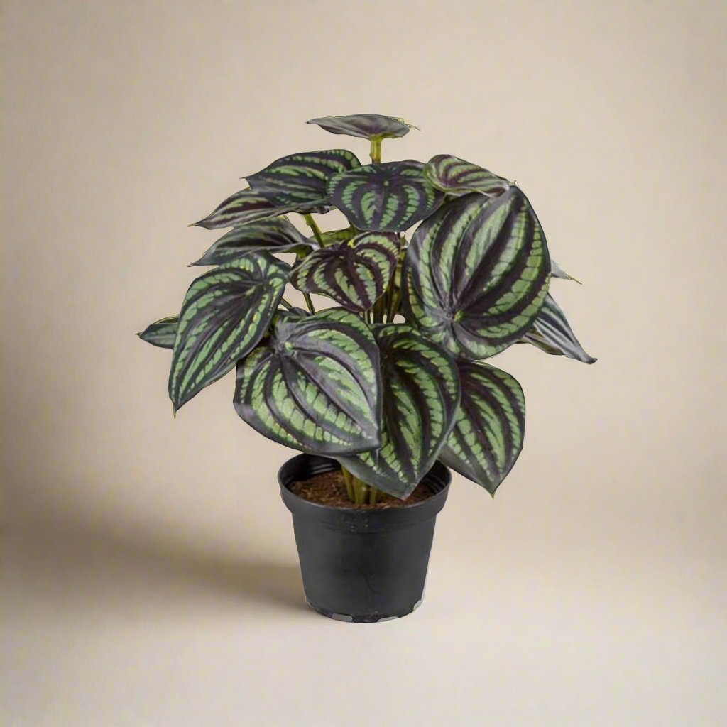 Mr. Plant Peperomia 25 cm – Lindas Dekor