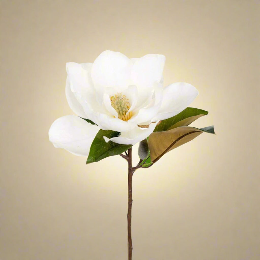 Mr. Plant Magnolia 50 cm – Lindas Dekor